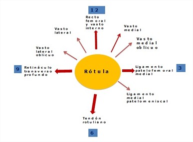 Valor de la distancia entre la tuberosidad anterior de la tibia y el ...